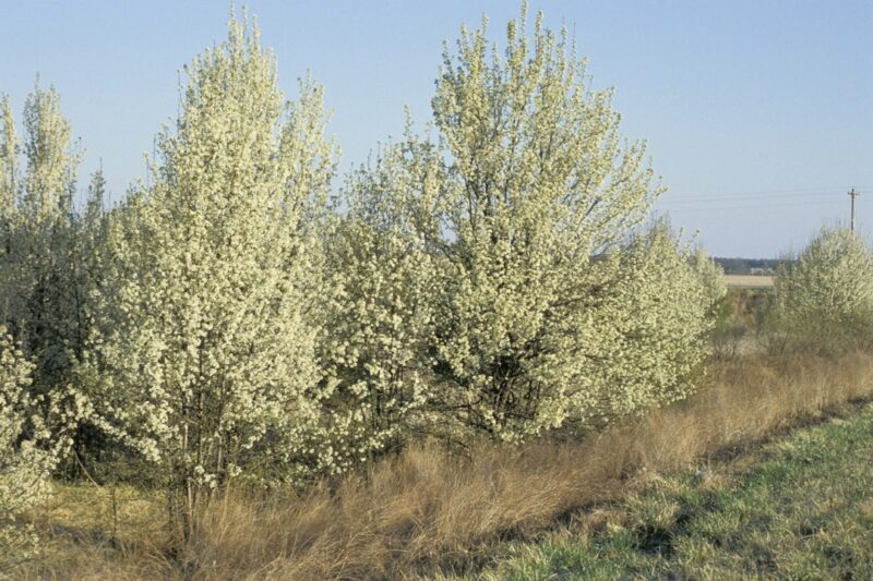 Pearing Down: Eliminating the Invasive Callery Pear Tree - Terrain Magazine