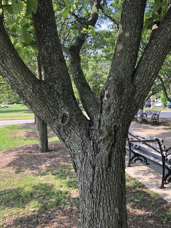 Pearing Down: Eliminating the Invasive Callery Pear Tree - Terrain Magazine