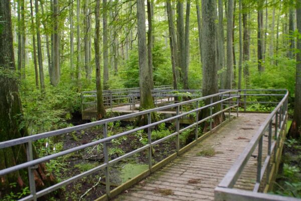 This River Basin in Southern Illinois Is Where the Swamp Things Are ...